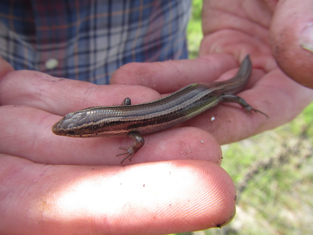Coronado Skink in March 2018 by Nathan · iNaturalist