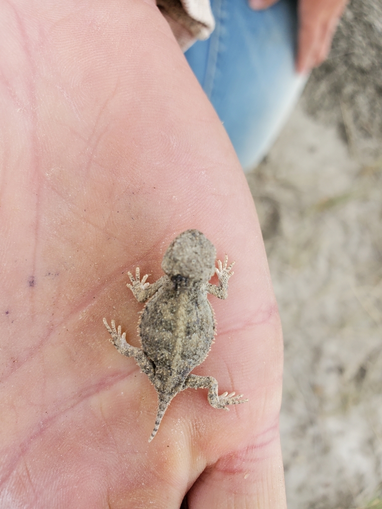 Greater Short-horned Lizard in August 2021 by Allen Tate · iNaturalist
