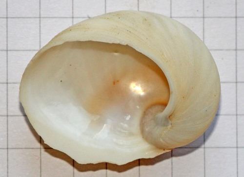 Sinum javanicum · iNaturalist