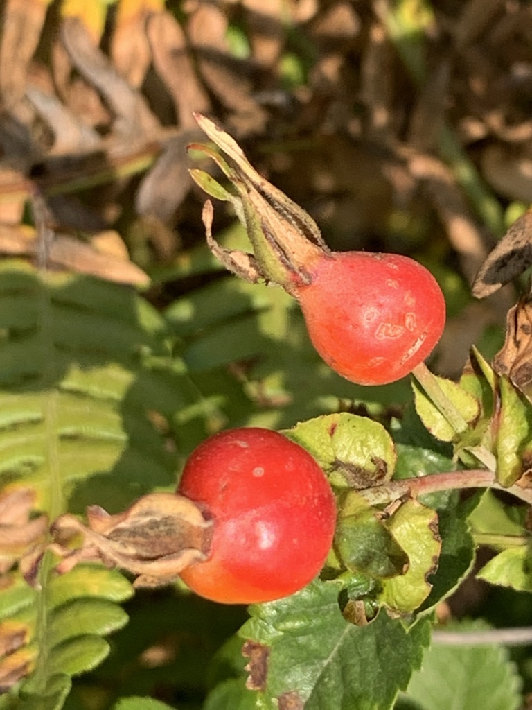 California Wild Rose from Napa, CA, US on August 13, 2021 at 11:01 AM ...