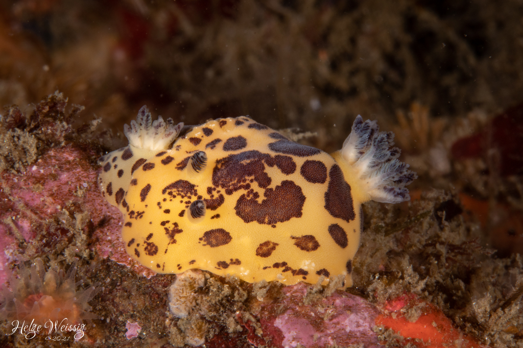 Leopard Dorid from Point Loma Area, San Diego, CA, USA on August 14 ...