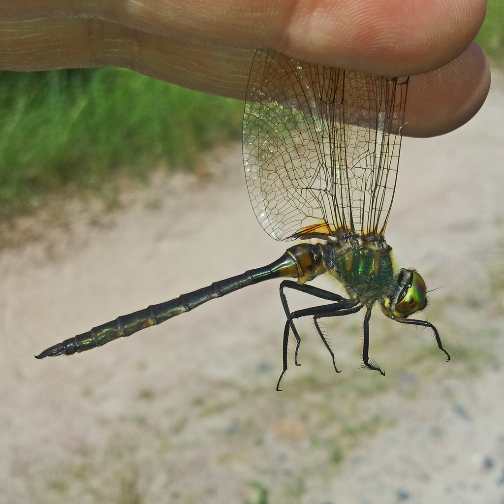 Зеленотілка жовтоплямиста (Odonata of Ukraine / Бабки України ...