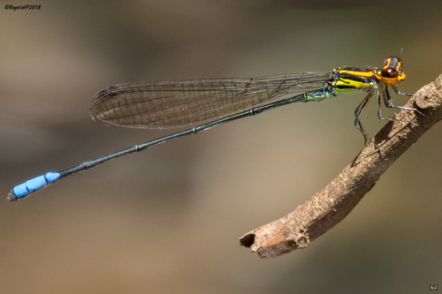 Angola Sprite (Pseudagrion angolense) · iNaturalist United Kingdom