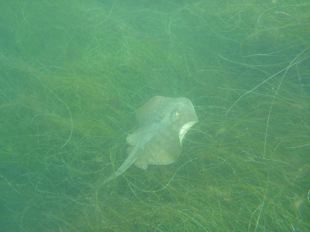 Haller's Round Ray in August 2021 by Larry Zheng · iNaturalist