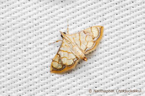 Pagyda poeasalis · iNaturalist