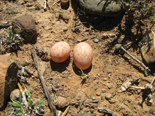 Subspecies Caprimulgus rufigena rufigena · iNaturalist