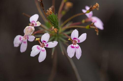 Stylidium flagellum · iNaturalist