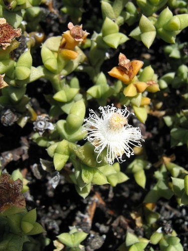 Polymita albiflora · NaturaLista Colombia