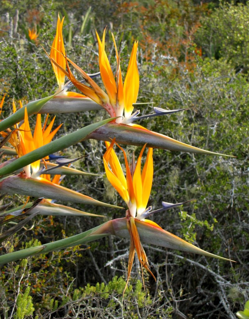 Crane Flower from R67, Grahamstown on September 4, 2010 by prix ...