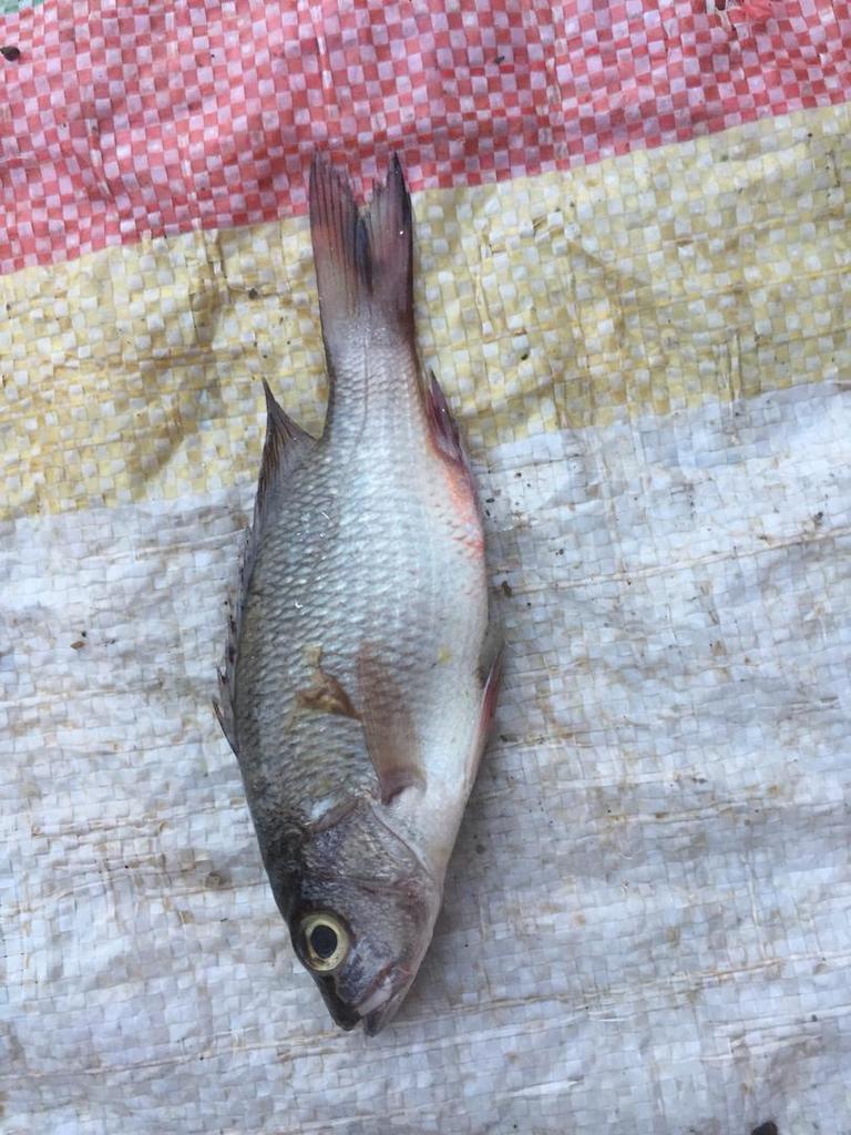 African Red Snapper from None on August 15, 2021 by Siren Sighting ...