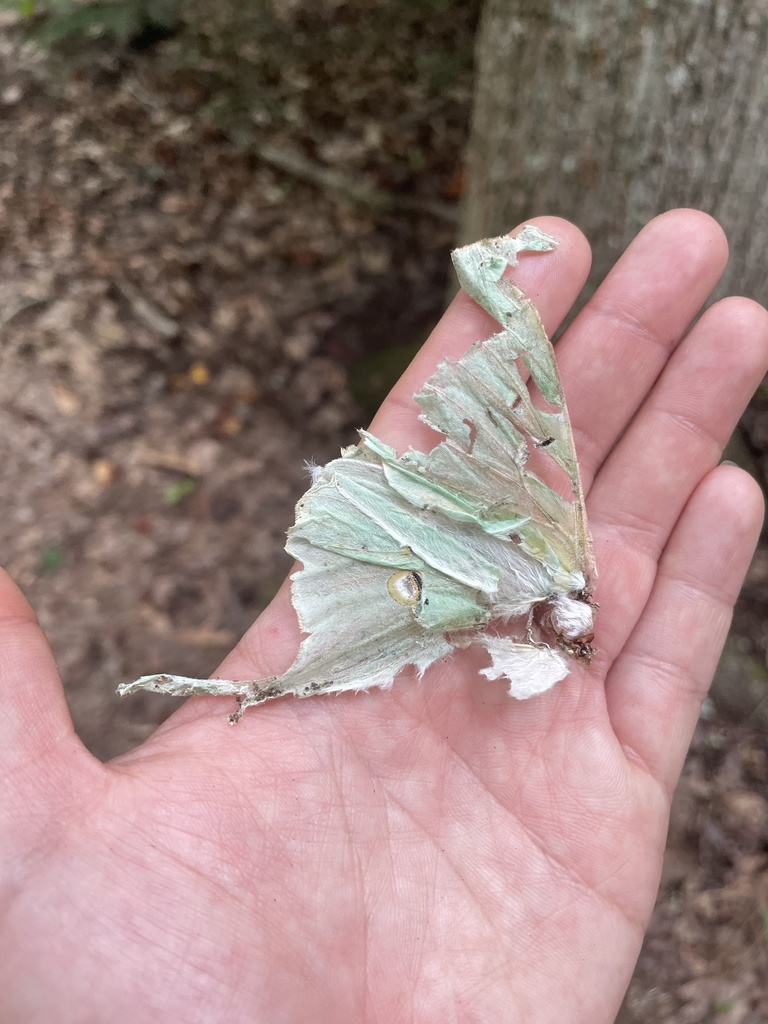 North American Luna Moth from Old Gauley Rd, Mount Nebo, WV, US on ...