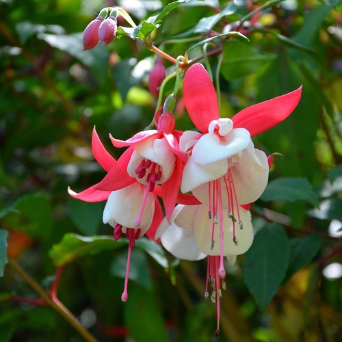 Aretillo (Fuchsia hybrida) · iNaturalist Mexico