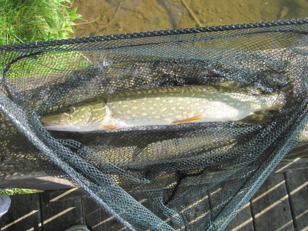 Northern Pike from Nottawa, MI, USA on August 14, 2021 at 07:08 PM by ...