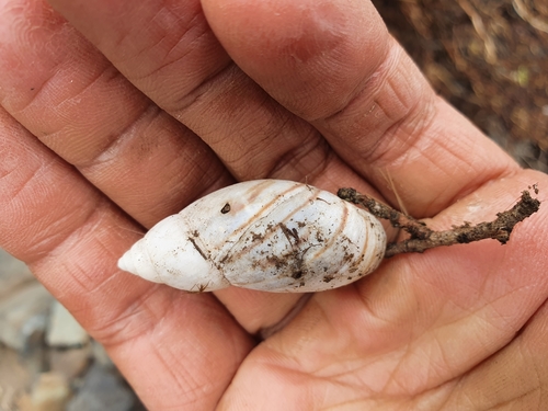 Plectostylus punctulifer · iNaturalist