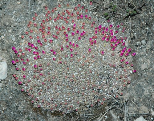Antimima lawsonii · NaturaLista Colombia