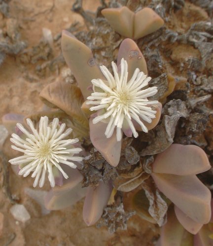 Género Nelia · iNaturalist Mexico