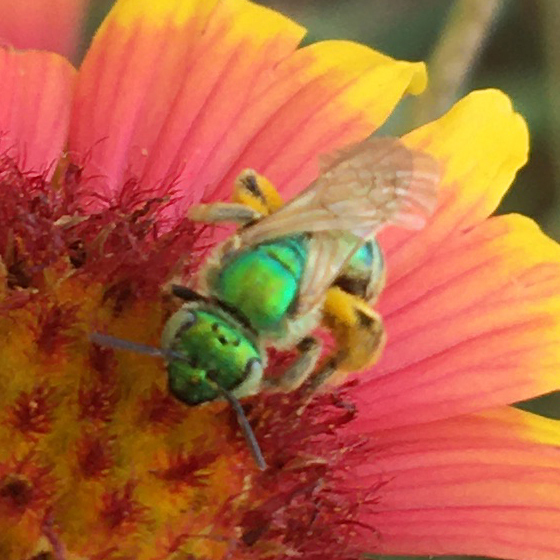 Sweat and Furrow bees in July 2021 by zorkkanna. Definitely not sure of ...