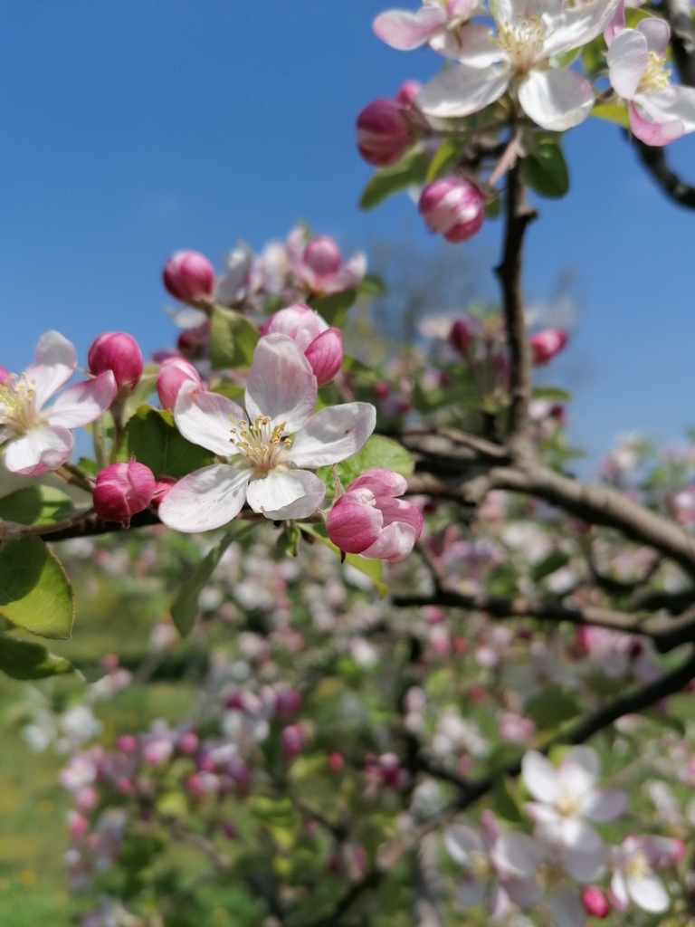 apples from Jarkovac on April 24, 2021 at 11:40 AM by Danijela Knežević ...
