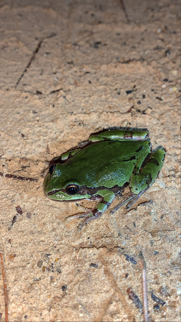 Arizona Tree Frog in August 2021 by Christian Cline · iNaturalist