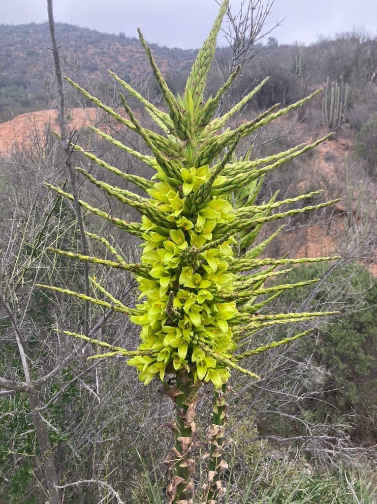 Sheep-eating Plant from Unnamed Road, Villa Alemana, Valparaíso, Chile ...