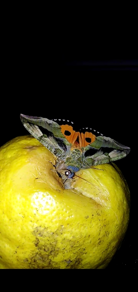 Eudocima apta in August 2021 by Valentina Sandoval Granillo · iNaturalist