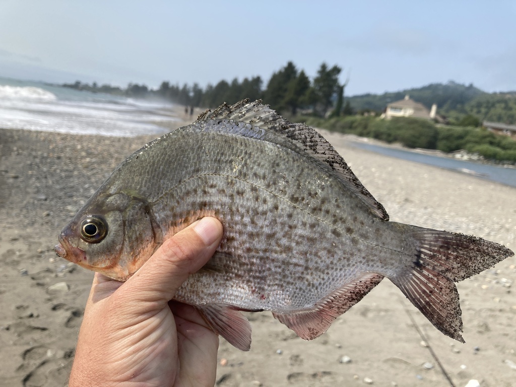 Calico Surfperch from Winchuck River, Brookings, OR, US on August 15 ...
