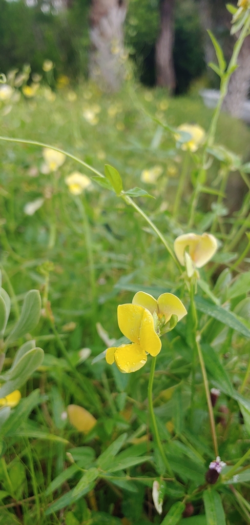 Wild Cowpea from Mims, FL, USA on August 14, 2021 at 11:16 AM by ...