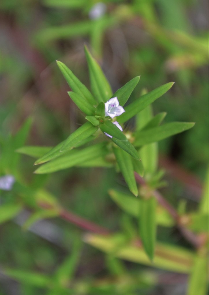 rough buttonweed from 3882 East Emmerson City Road, Scheller on August ...