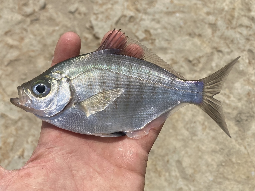 Walleye Surfperch (Saltwater Fish of California) · iNaturalist