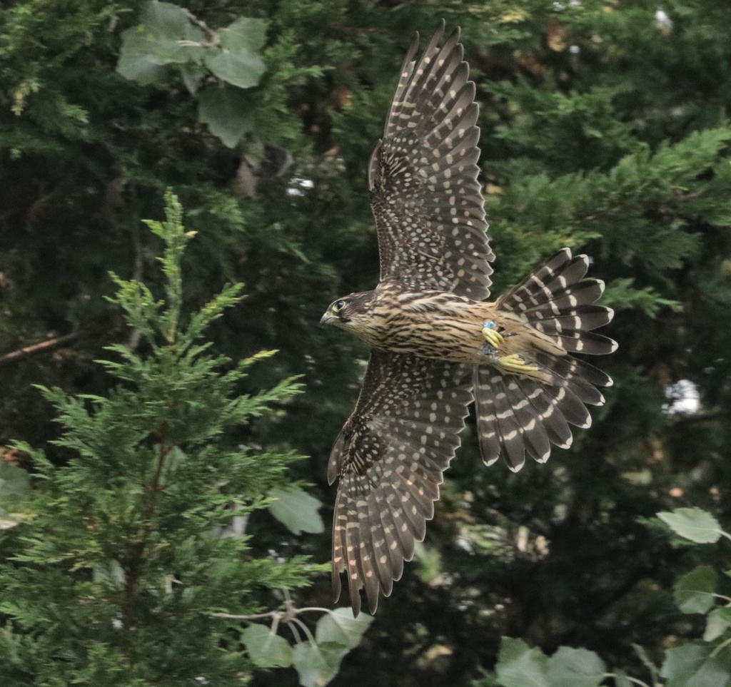 Taiga Merlin from 39th Ave NE, Seattle, WA, US on August 14, 2021 at 03 ...