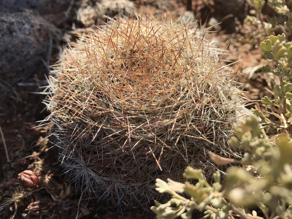 Mountain Ball Cactus from Concho, AZ 86514, Concho, AZ, US on December ...