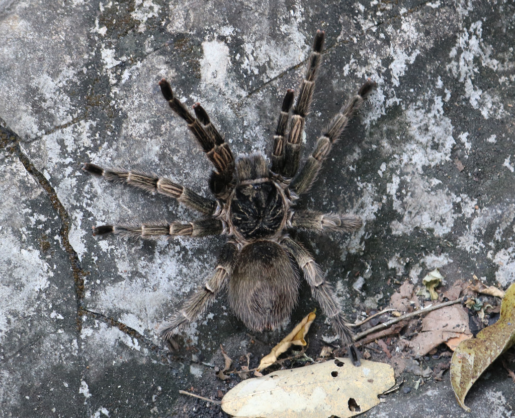 Tarantulas from Guayaquil, Ecuador on June 18, 2021 at 03:16 PM by ...