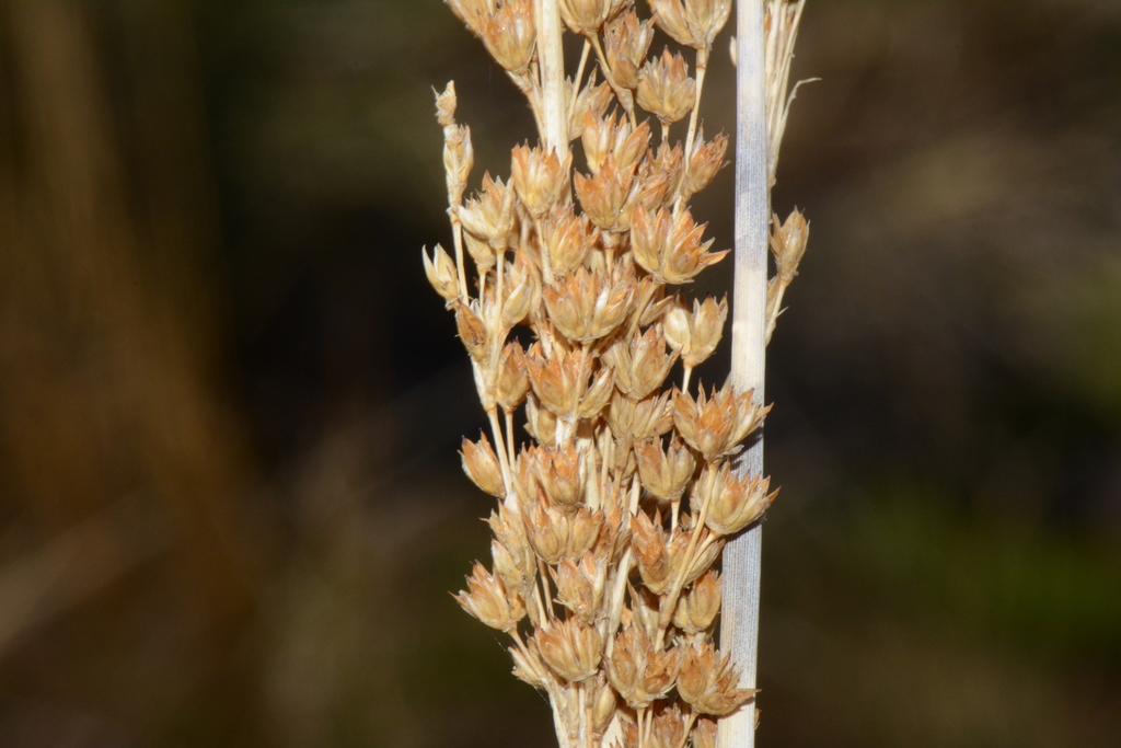 Juncus rigidus from Namakwa, South Africa on August 05, 2021 at 02:53 ...
