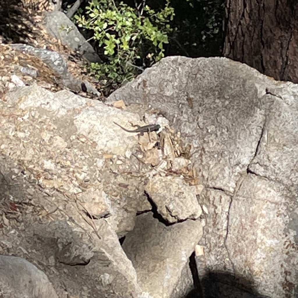 Southern Sagebrush Lizard from National Monument Visitor Center, Pine ...