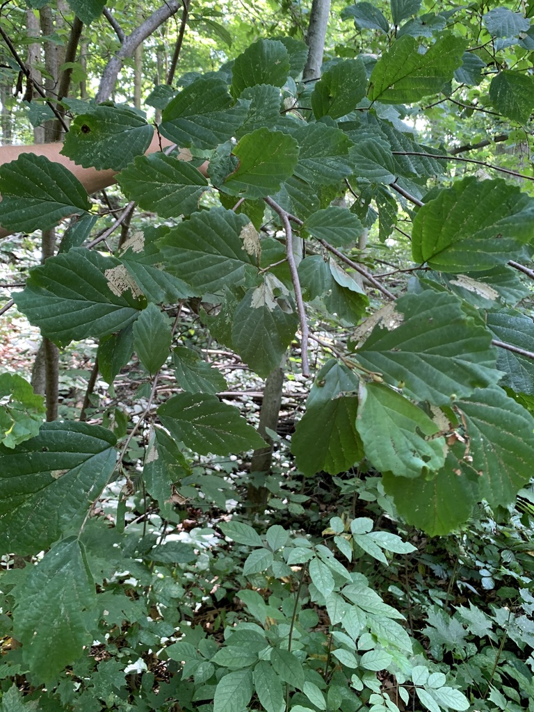 american witch-hazel from Elgin St, London, ON, CA on August 16, 2021 ...