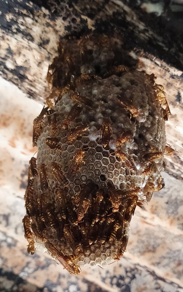 Lesser Paper Wasps from Uttarakhand 262554, India on August 16, 2021 at ...