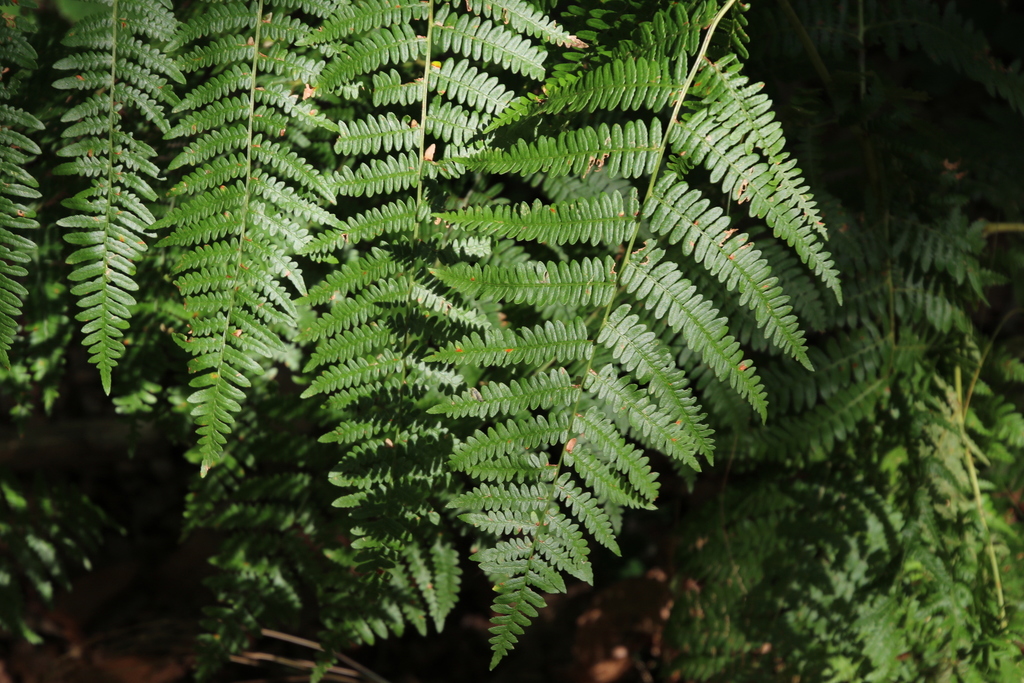 common bracken from 92500 Rueil-Malmaison, France on August 15, 2021 at ...