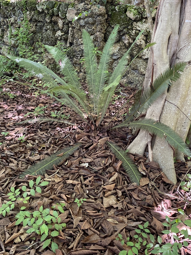 Chestnut Dioon in August 2021 by bukagebe. Can’t tell if it’s planted ...