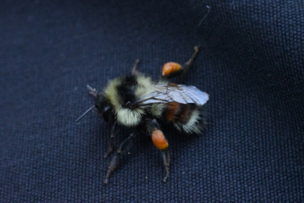 Forest Bumble Bee from Tuolumne County, CA, USA on August 07, 2021 at ...