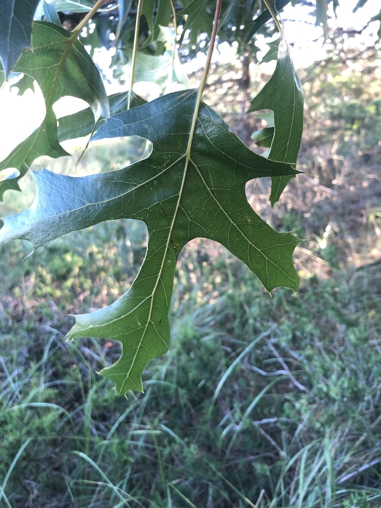 red oaks from Allegan County, US-MI, US on August 15, 2021 at 07:25 AM ...
