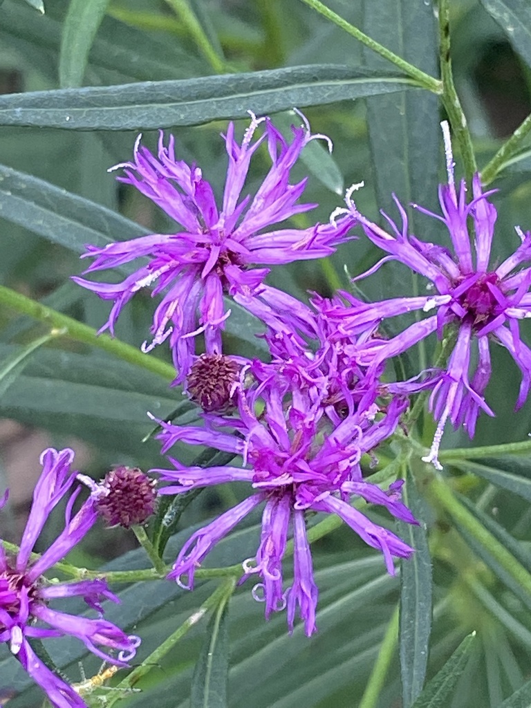Texas ironweed from Eldorado Pkwy, McKinney, TX, US on August 16, 2021 ...