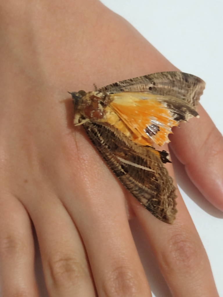 Eudocima apta from Pro Hogar, 02600 Ciudad de México, CDMX, México on ...