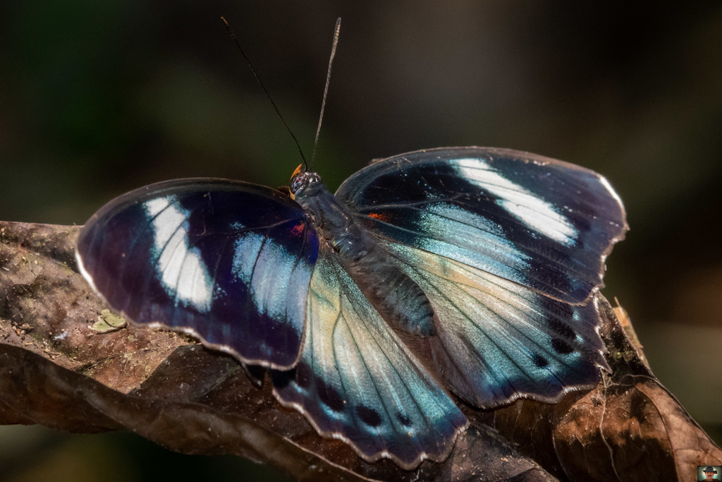 Euphaedra permixtum in August 2021 by Rogério Ferreira · iNaturalist