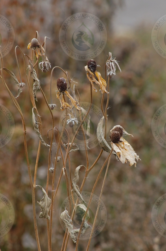 Grey-headed Coneflower (RWMWD Plant Guide) · iNaturalist