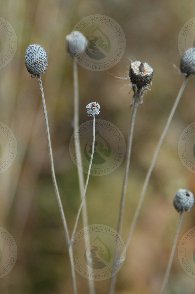 Grey-headed Coneflower (RWMWD Plant Guide) · iNaturalist