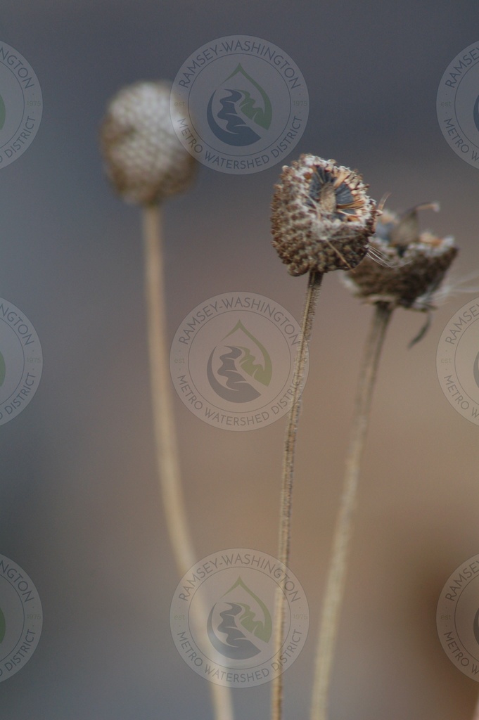 Grey-headed Coneflower (RWMWD Plant Guide) · iNaturalist