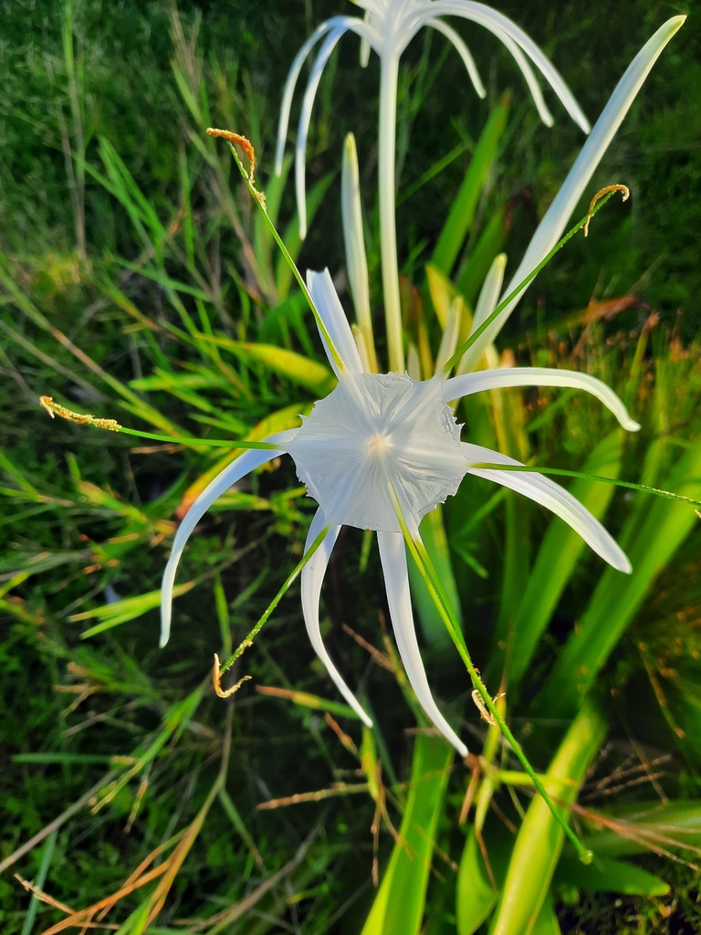 Beach Spider Lily from Wawa Bar on August 15, 2021 at 11:11 PM by Erika ...
