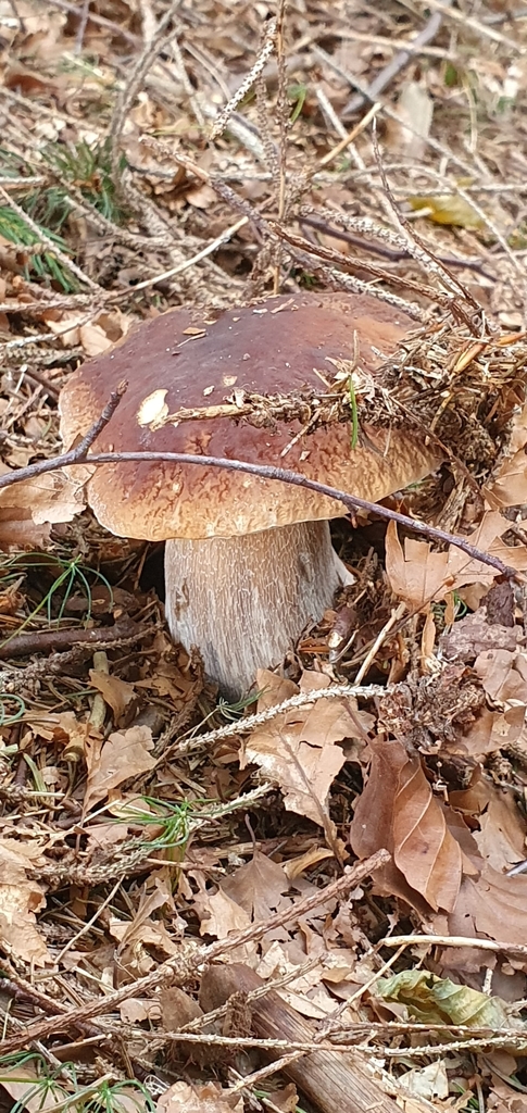 King Bolete from 38050 Mezzano TN, Italia on August 14, 2021 at 01:59 ...