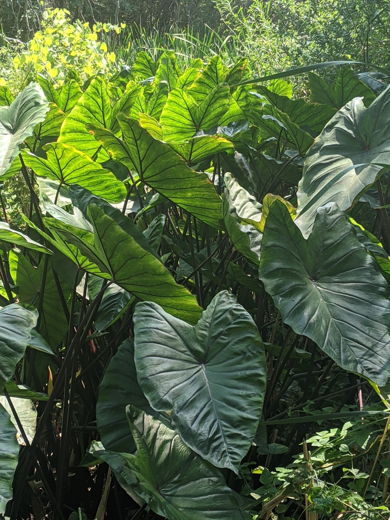 Elephant ears from Foothill Ranch, Lake Forest, CA 92610, USA on August ...
