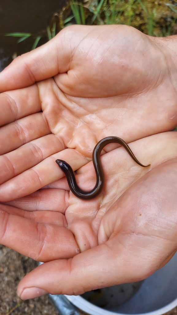 Pacific Lamprey from Carmel-By-The-Sea, CA 93923, USA on August 11 ...